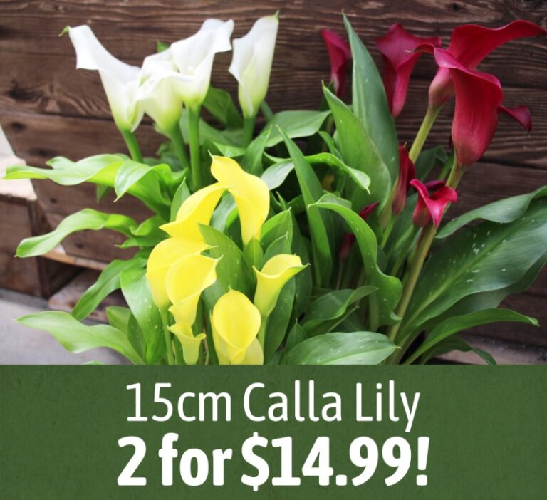 Specials – Devan Greenhouses Ltd.